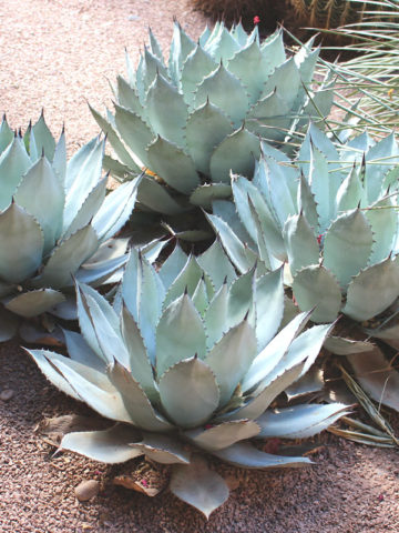 Lg. Silvery-gray Sawtooth Agave (agave colorata) – Thorny Bastards