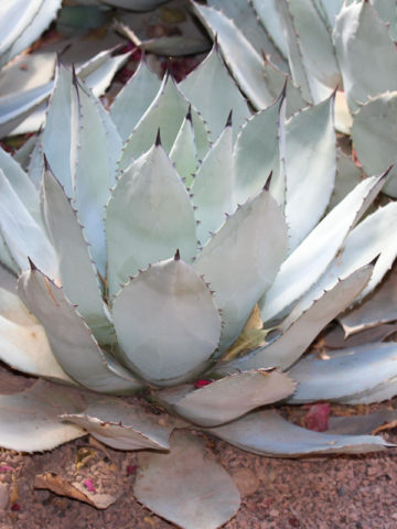 Lg. Silvery-gray Sawtooth Agave (agave colorata) – Thorny Bastards